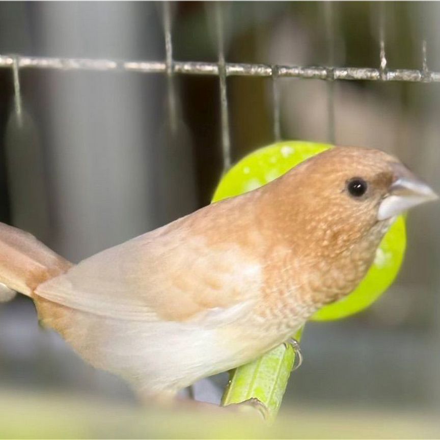 Японские амадины