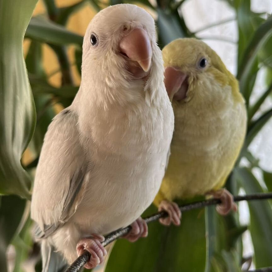 Попугай монах выкормыш