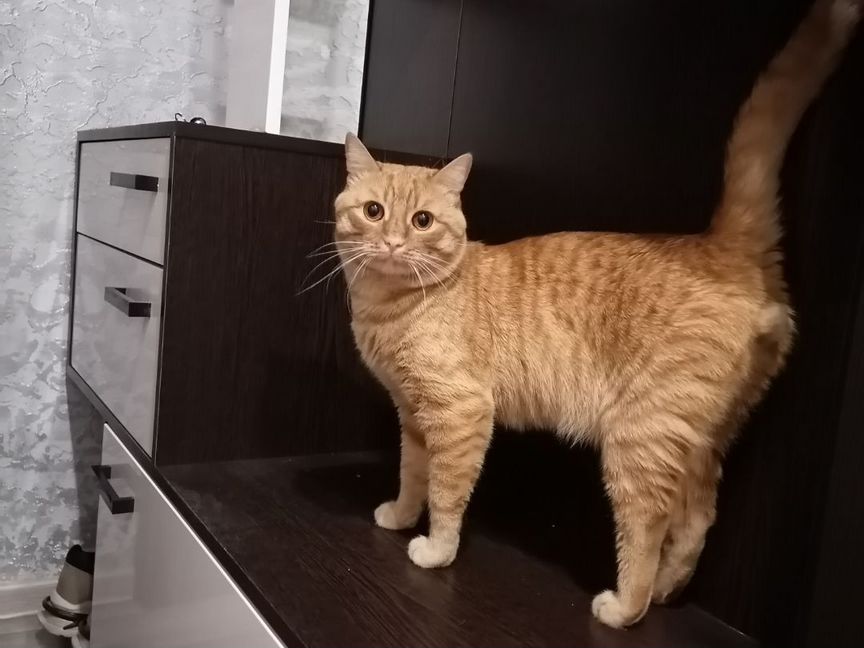 Рыжий кот на вязку