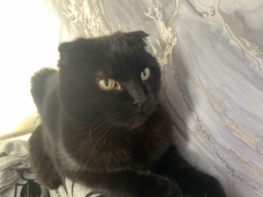 Шотландская вислоухая