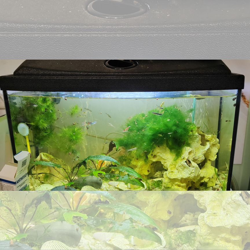 Аквариумные рыбки и растения