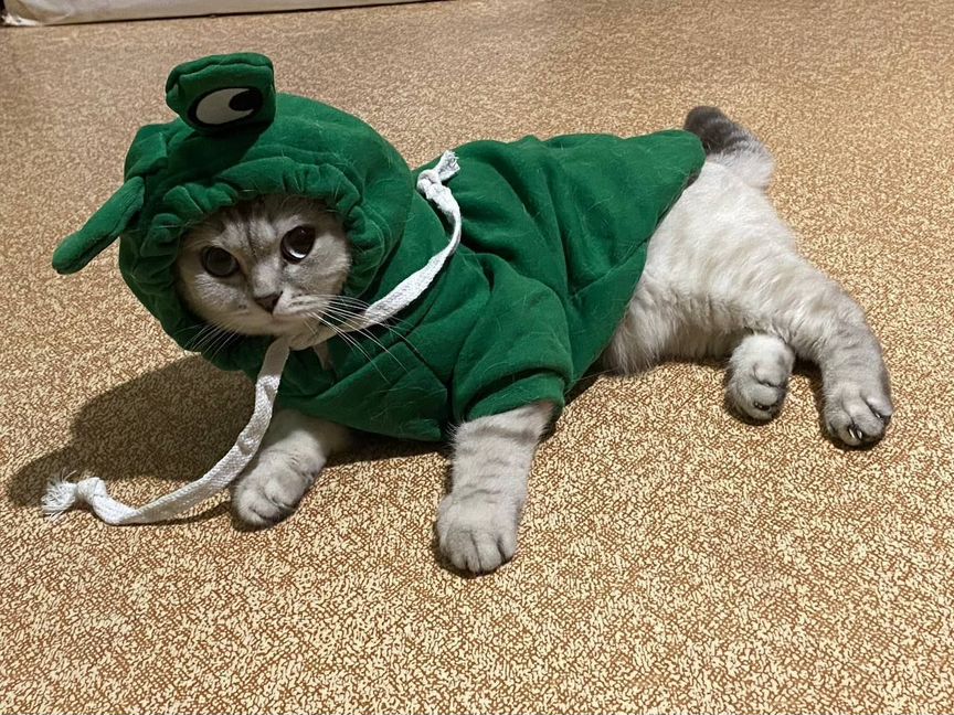 Отдам милую кошечку