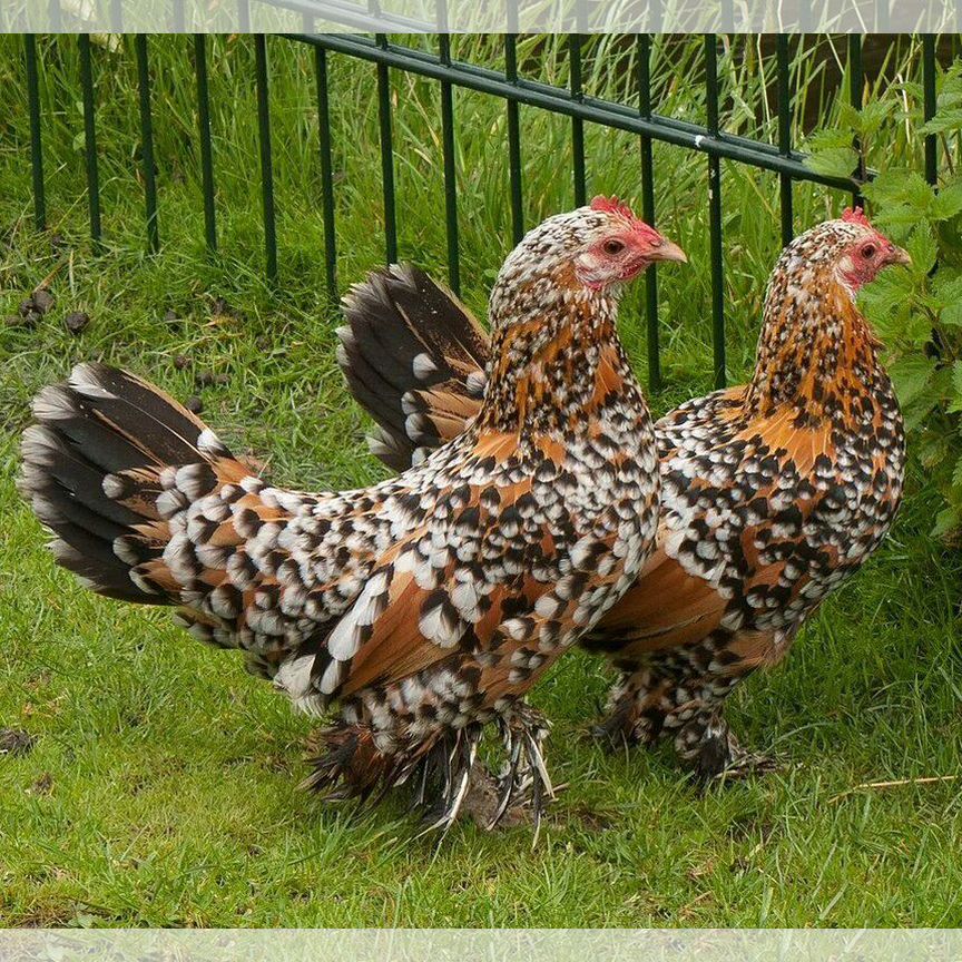 Инкубационное яйцо Алтайской Бентанки