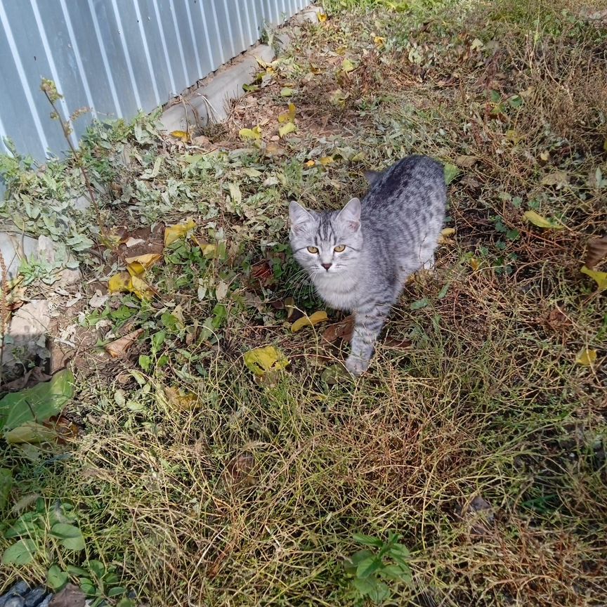 Отдам котёнка 5 месяцев