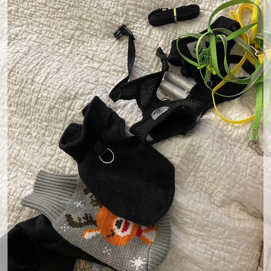 Вещи для маленьких собак