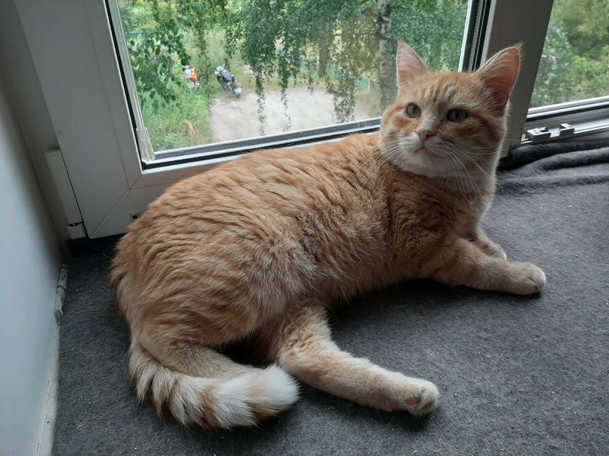 Рыжий котик в добрые руки