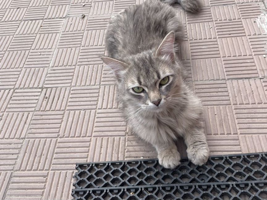 Кот Атабаево кто потерял
