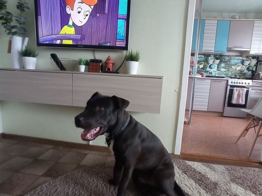 Кобель, вязка