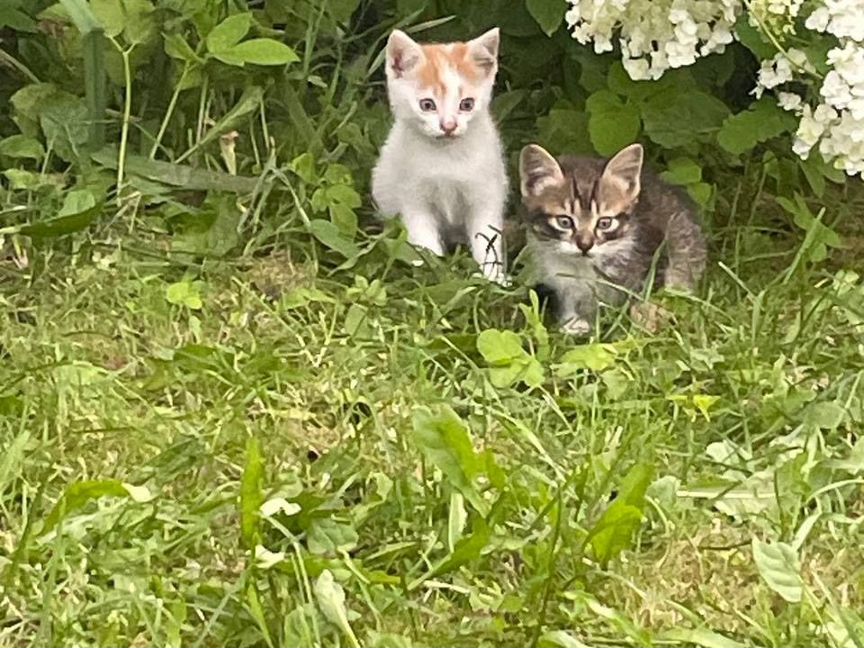 Котята в дар