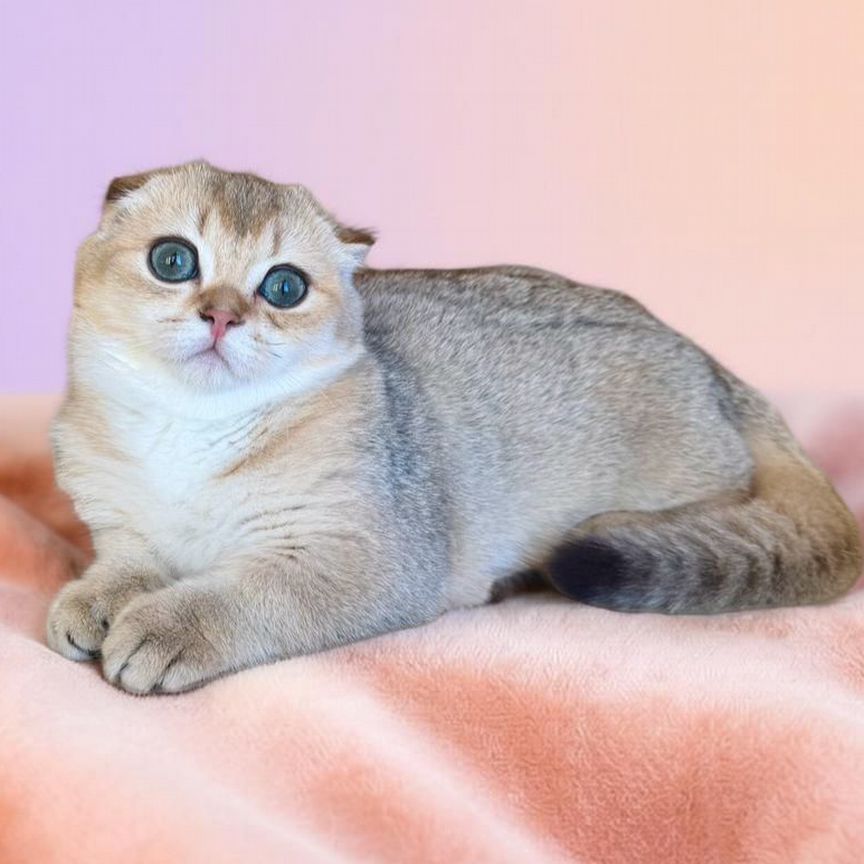 Манчкин котёнок