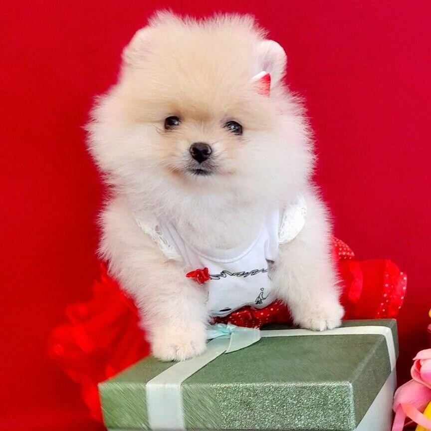 Померанский шпиц, щенок