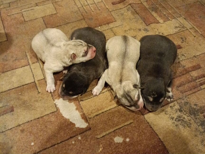 Домашние животные собаки щенки