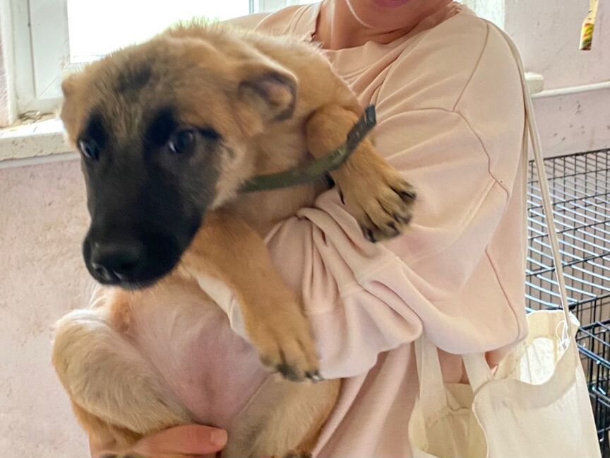 Щенок в добрые руки