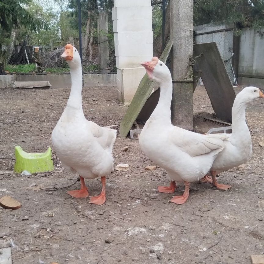Гусак на племя