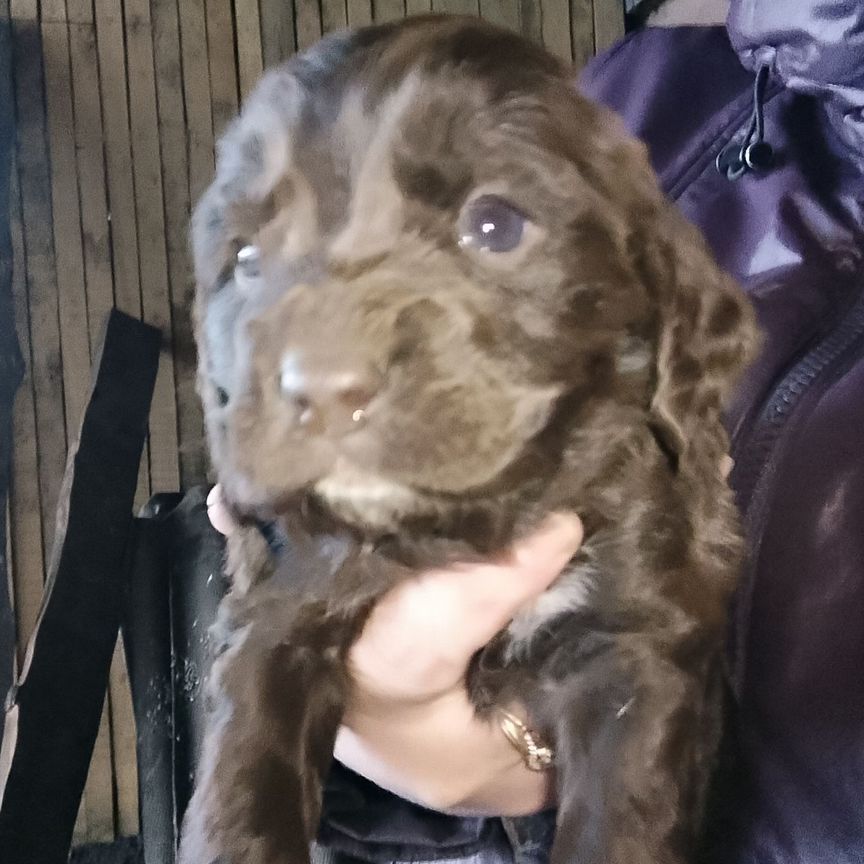 Русский охотничий спаниель, щенок