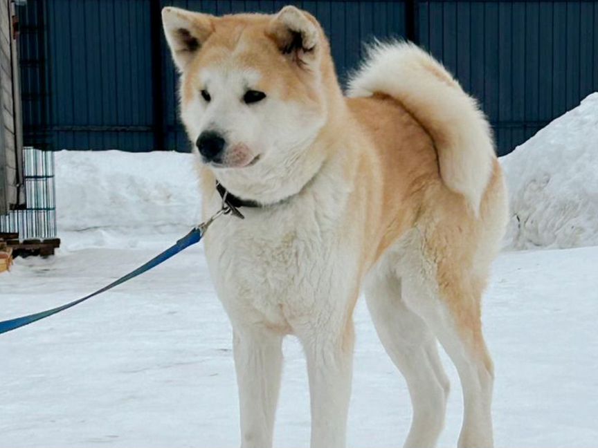 Акита девочка