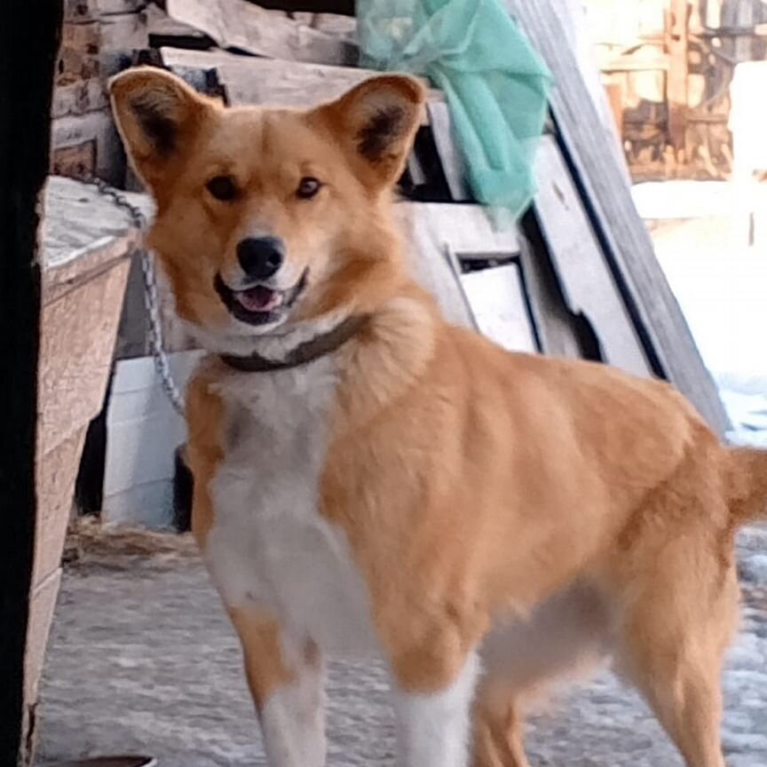 Собака ищет дом