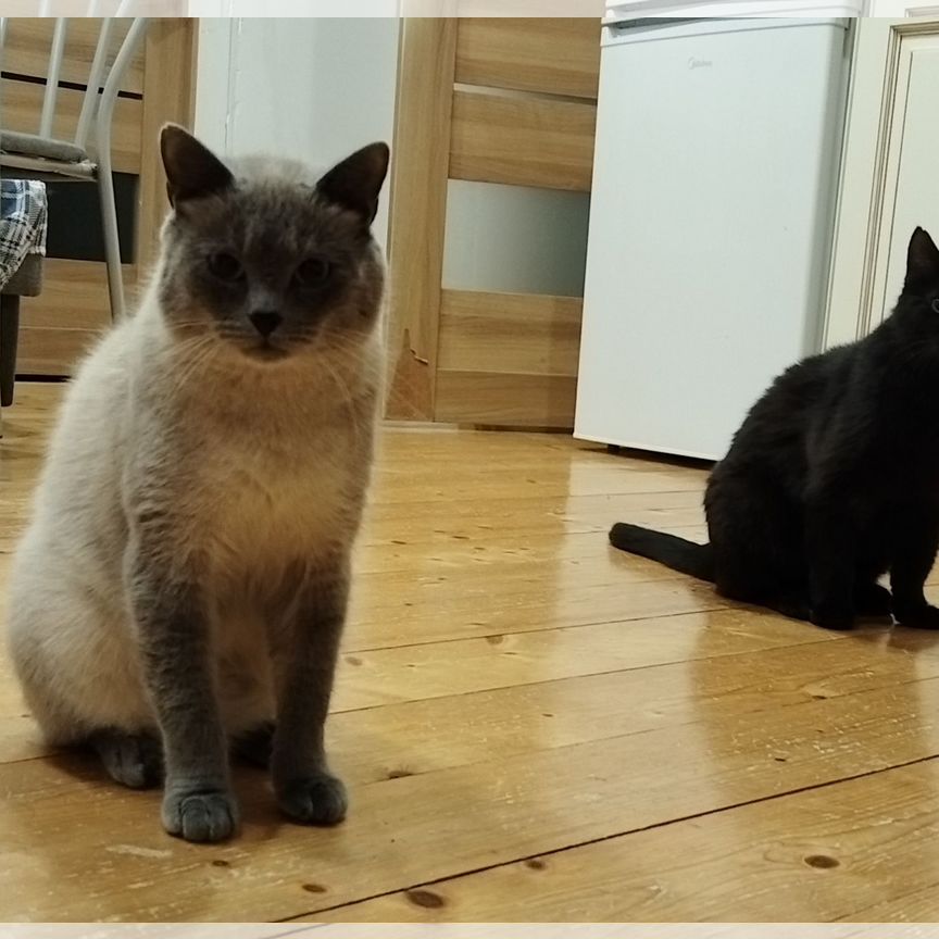 Взрослый кот в добрые руки