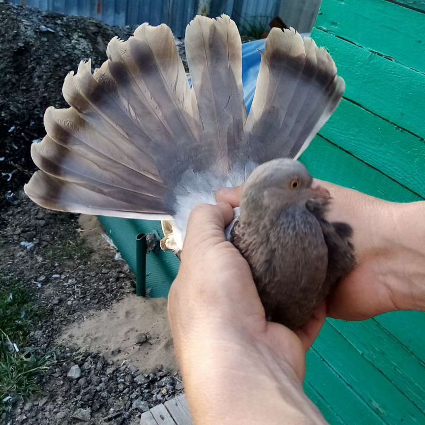 Голуби полет бабочки от 500