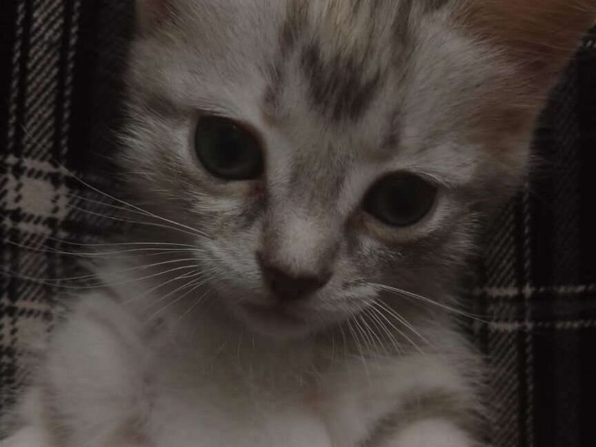 Котёнок