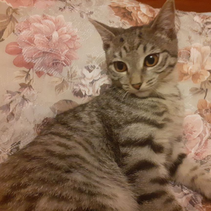 Котёнок в добрые руки