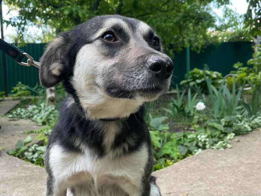 Собака в добрые руки отдам бесплатно