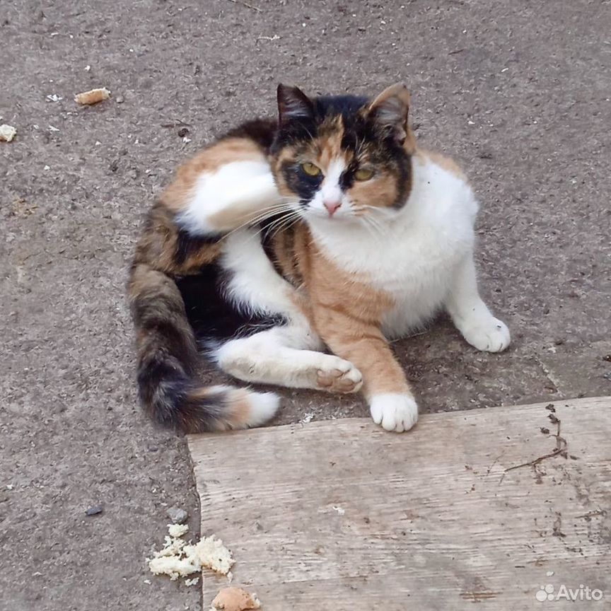 Кошка с люка