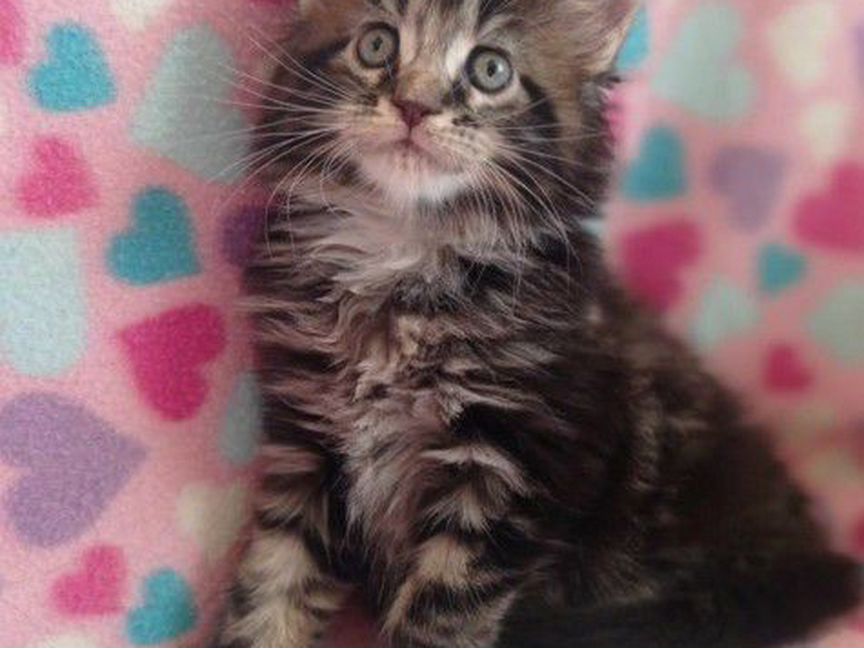 Шилопопики в твою семью