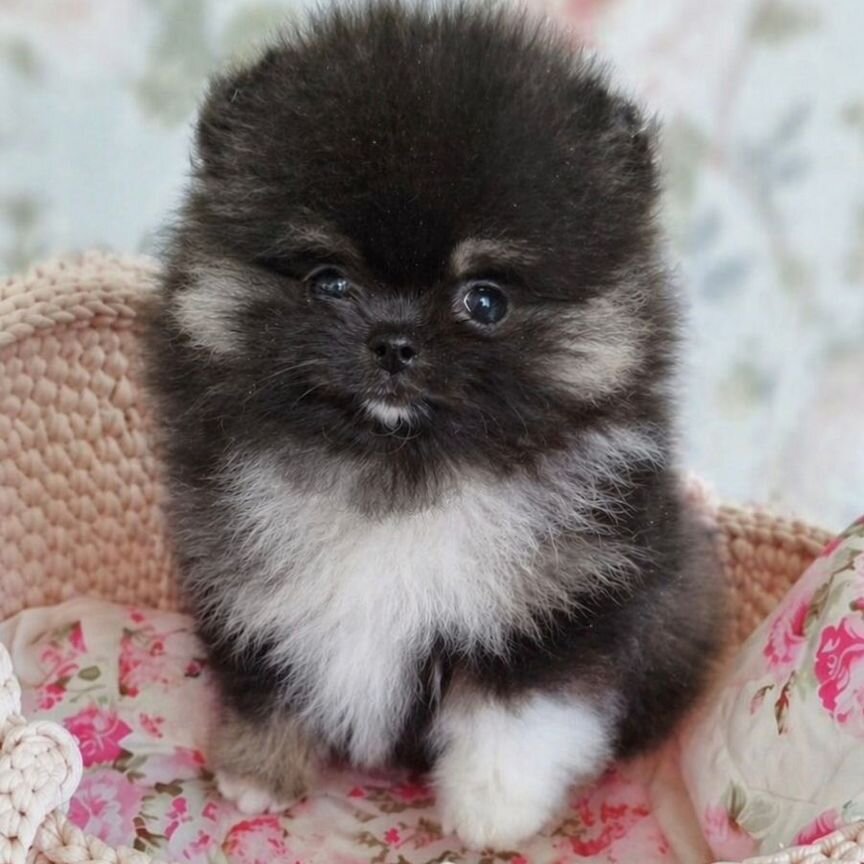 Померанский шпиц, щенок