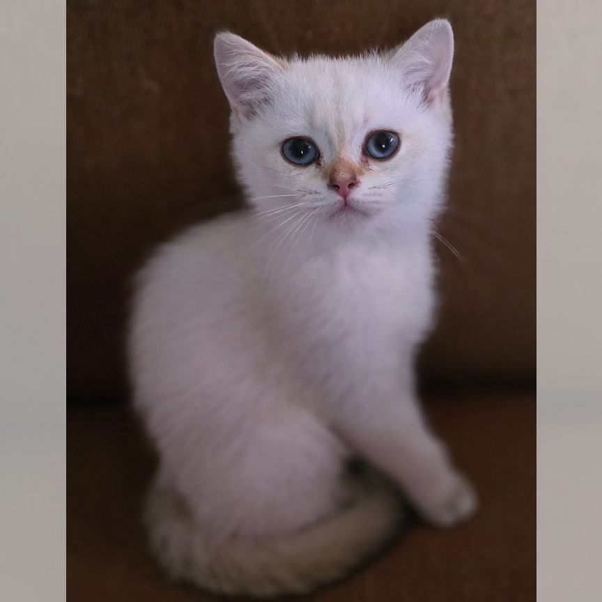 Британский короткошёрстный котёнок