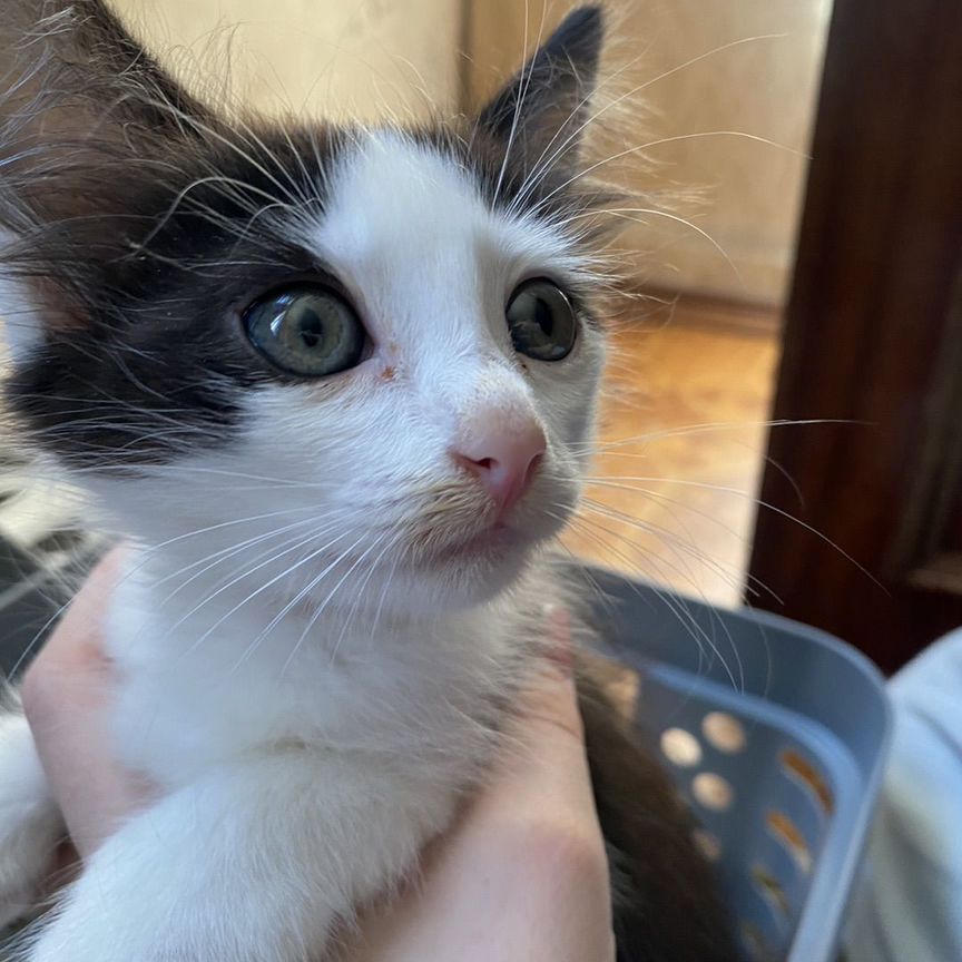 Котик в добрые руки