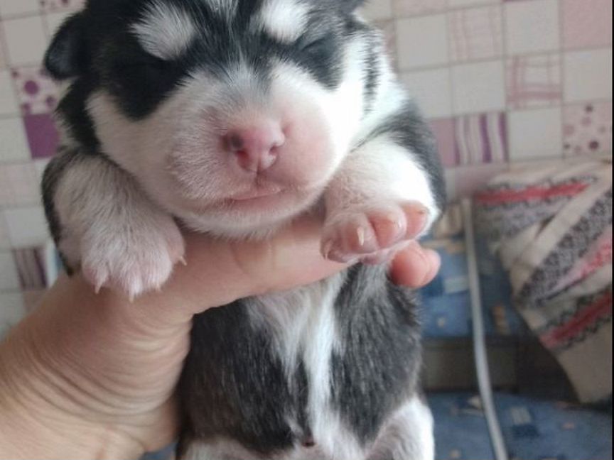 Милые щеночки