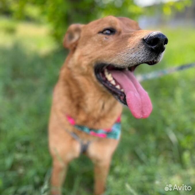 Рыжий красавец пёс ищет семью