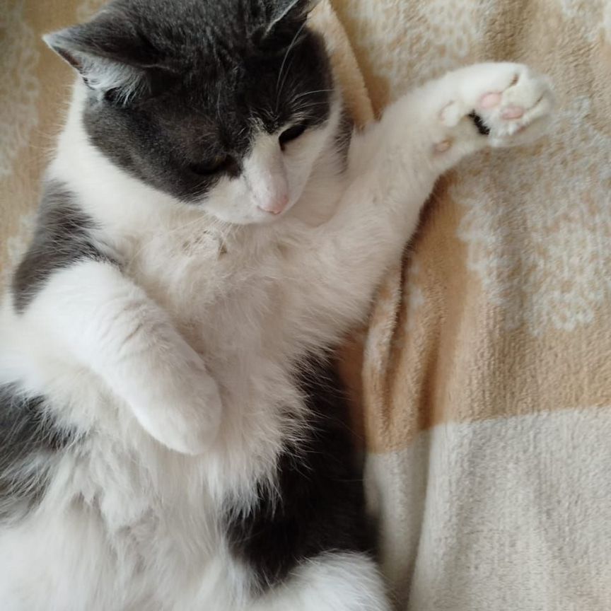 Кошечка Тося