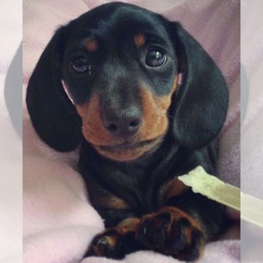 Карликовая такса, щенок