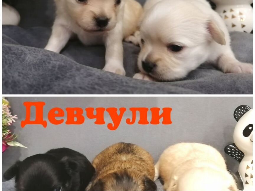 Щенки чихуахуа