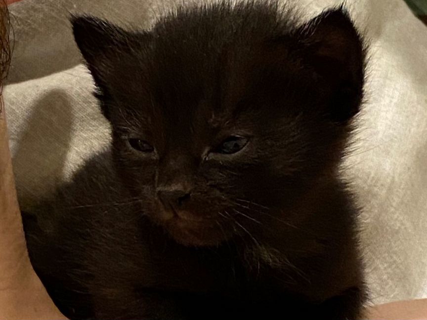 Кошка котенок черная