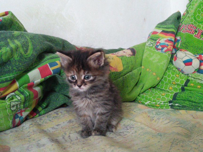 Продадим котят