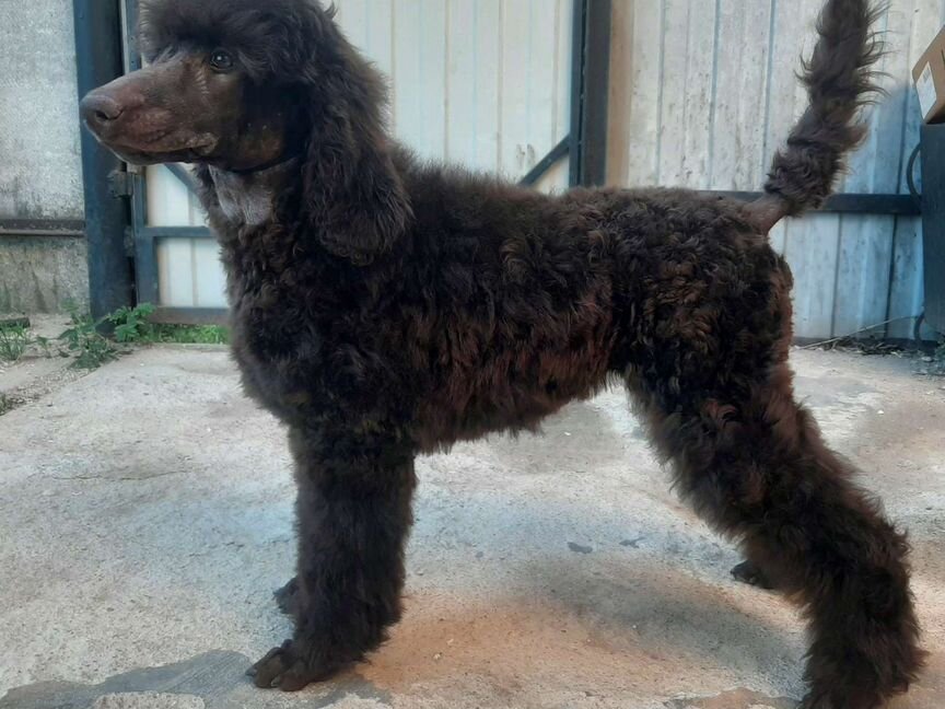 Королевский пудель