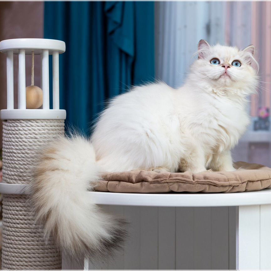 Котенок девочка золотая шиншилла поинт