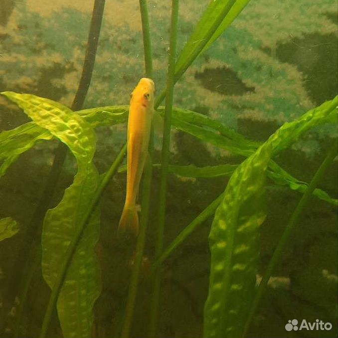 Гиринохейлус(лисичка) рыбка