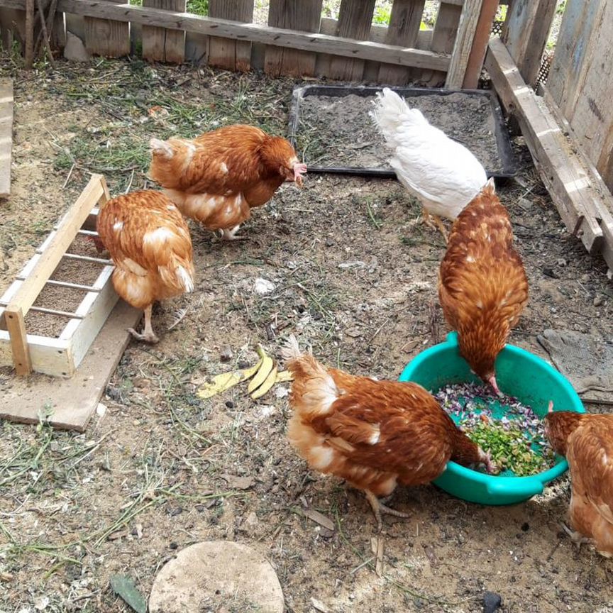 Продаю кур несушек 13 штук