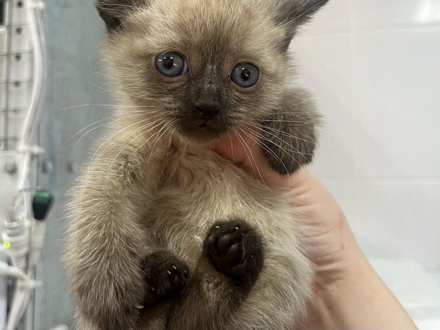Котенок сиамский в поисках дома