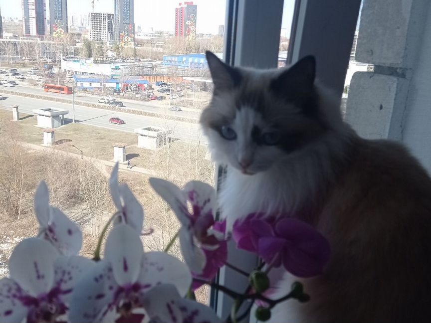 Ищу на вязку Невского маскарадного кота