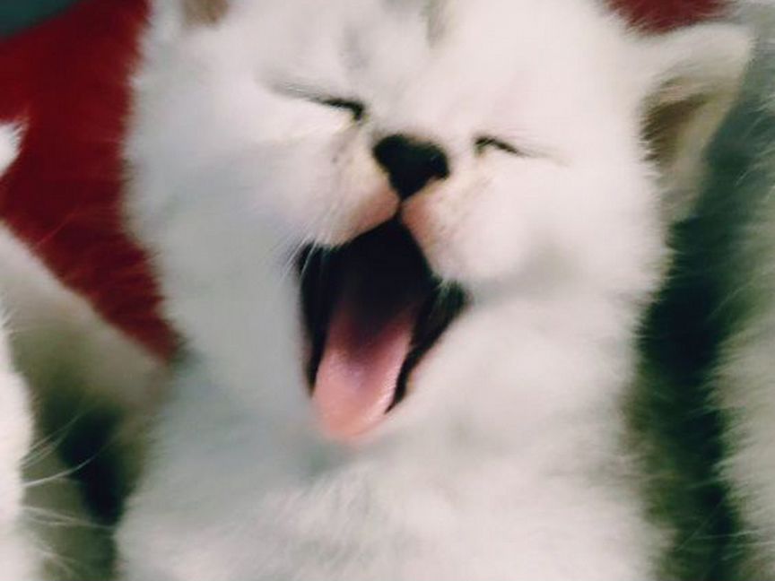 Котёнок Серебристая шиншила
