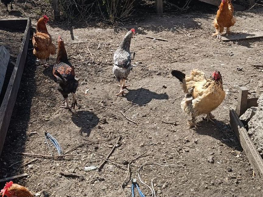 Куры несушки 12-18 месяцев