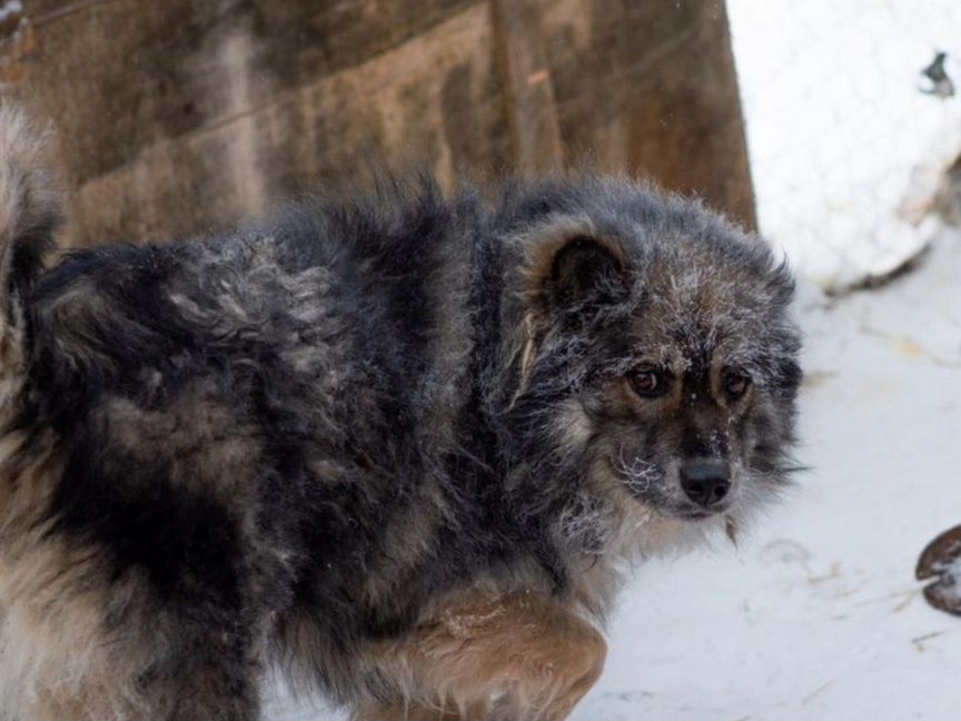 Атос, пушистый и серьёзный