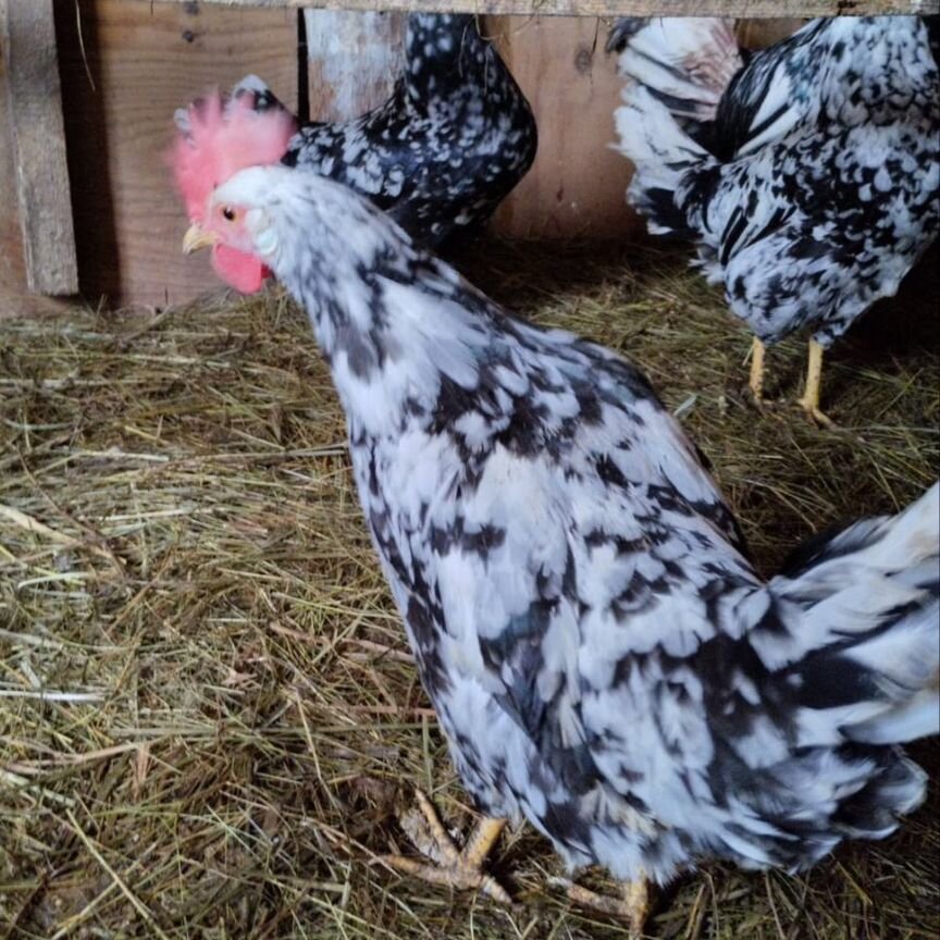 Инкубационное яйцо леггорн долматинец