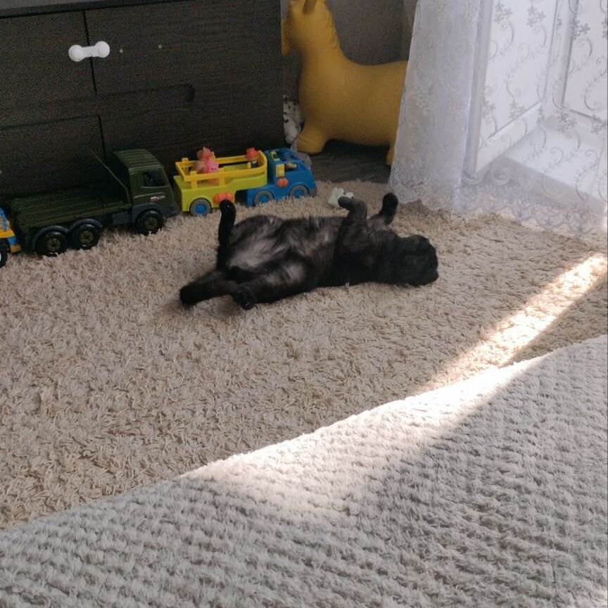 Кошка веслоухая