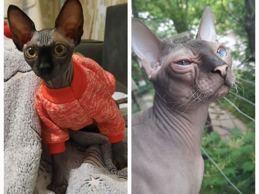Канадский сфинкс котята